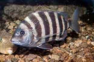Sheepshead The Ultimate Guide * Amelia Fish Bites